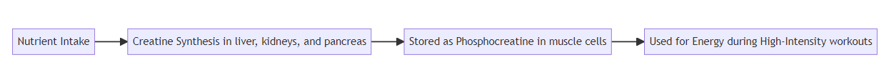 Creatine Dosage Calculator for Men and Women – BizCalcs.com